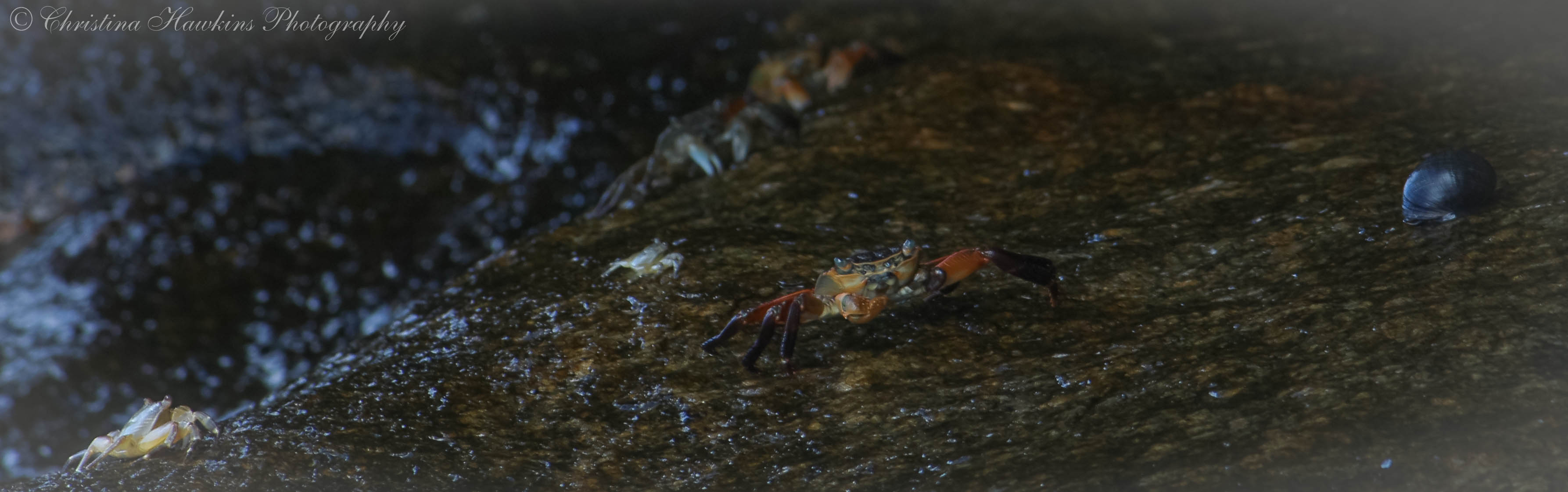 Tiny Crabs By Bast4cats On Deviantart
