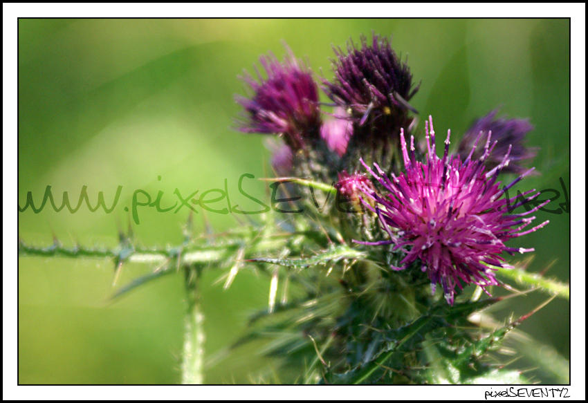 thistle 3 by pixelseventy2 on DeviantArt