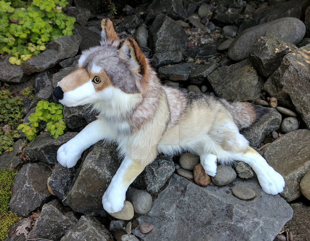 Sarity Creations Timber Wolf By Lilmissaleu On Deviantart