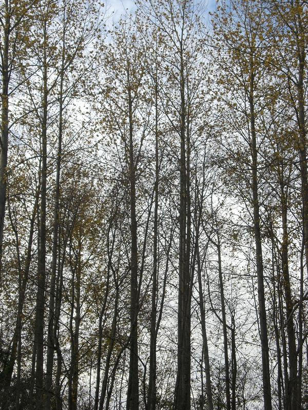 peaceful trees by skudbubblez on DeviantArt