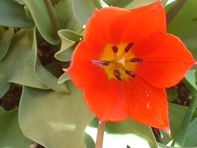 crisp flower by gnar-sdsd-sxe on DeviantArt