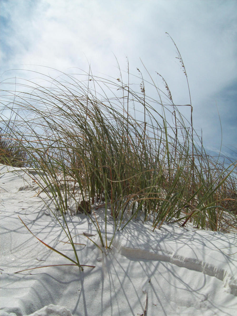 Beach Breeze 1 By Danielleducrest On Deviantart