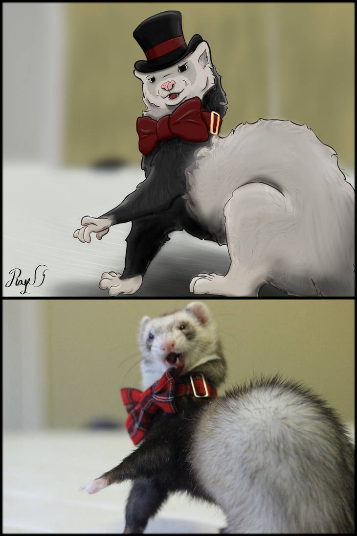 Dapper Ferret By Elraysciurus On Deviantart