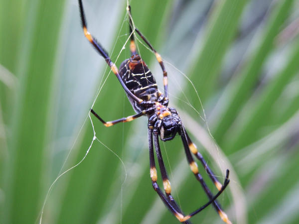 mr spider by bellas-buglife on DeviantArt