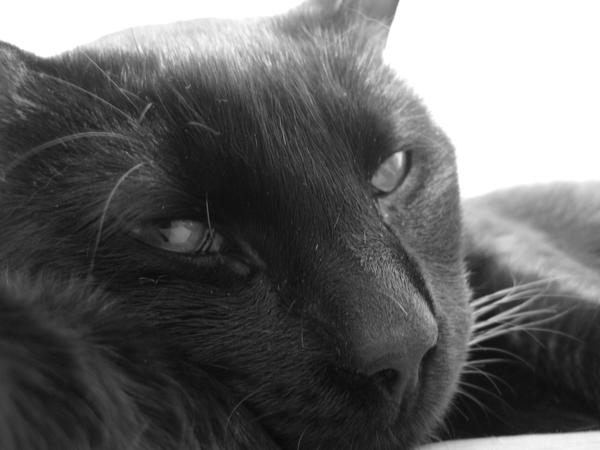 dozey poser. by theSoph on DeviantArt