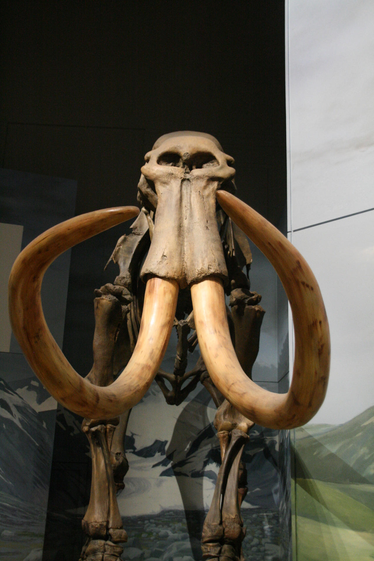 Woolly mammoth skeleton by artbyjrc on DeviantArt Woolly mammoth skeleton by artbyjrc on DeviantArt