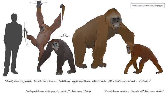 Explore The Best Ramapithecus Art Deviantart