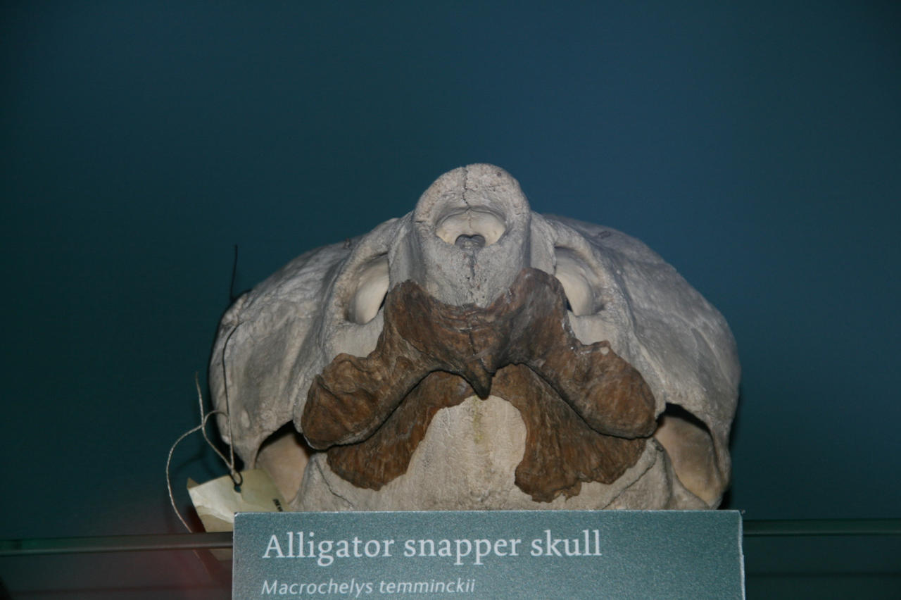 Alligator Snapping Turtle Skull By Artbyjrc On Deviantart