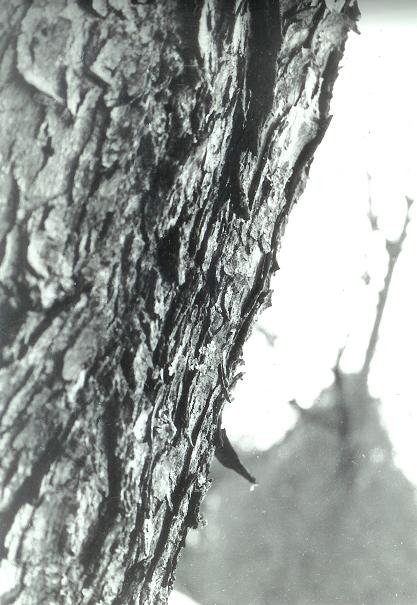 Shrivle by postpms on DeviantArt