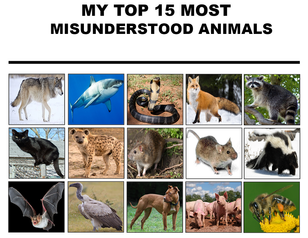 Top 15 Misunderstood Animals by GREENTEEN80 on DeviantArt Top 15 Misunderstood Animals by GREENTEEN80 on DeviantArt