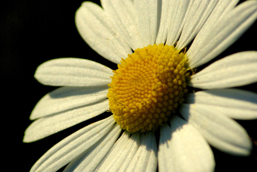 Daisy By Worldthroughalens On DeviantArt daisy-by-worldthroughalens-on-deviantart