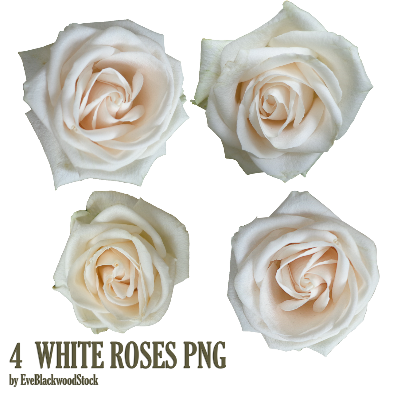 White Roses Png By Eveblackwoodstock On Deviantart
