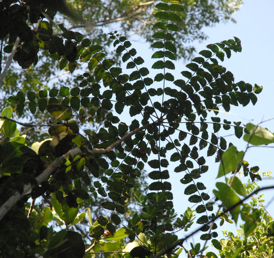 Poisonous Star by NightRavenAvatar on DeviantArt