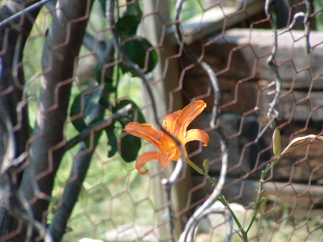 A caged flower by short-shit on DeviantArt