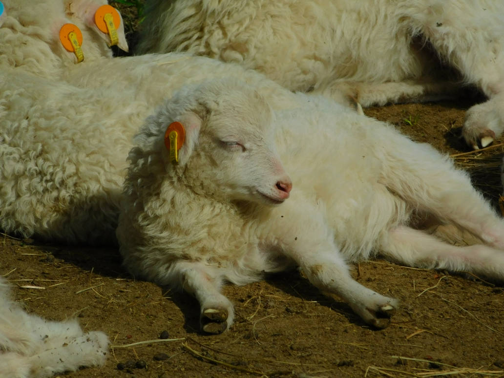 Lambs Ii By Feetandnature On Deviantart
