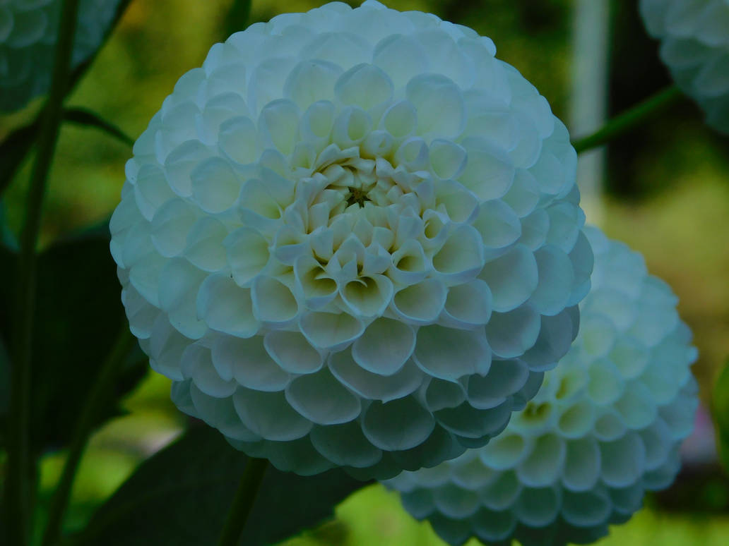 White Dahlia By Feetandnature On Deviantart