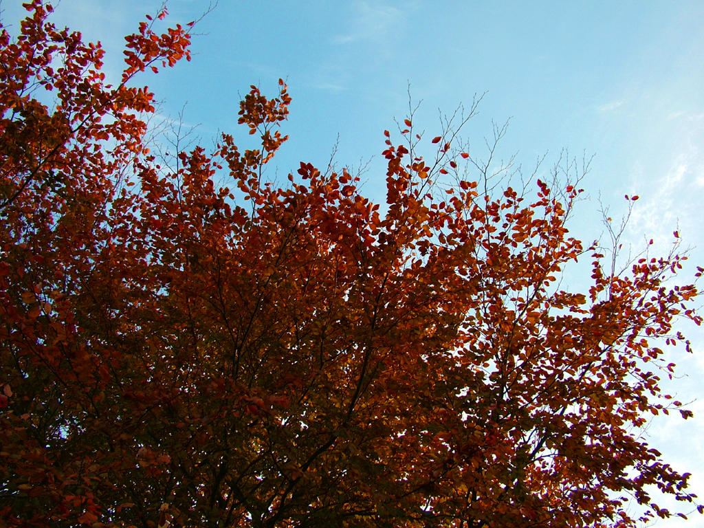 Scarlet Leaves by Alcamin on DeviantArt