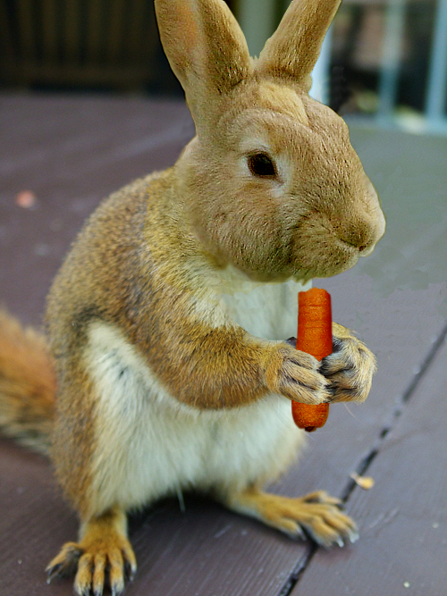 Meet Mr Squabbit by Tan47 on DeviantArt