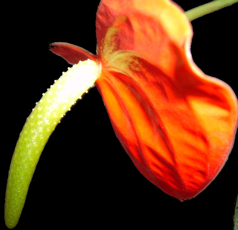Sexy Flower 2 By Wildrose71 On Deviantart