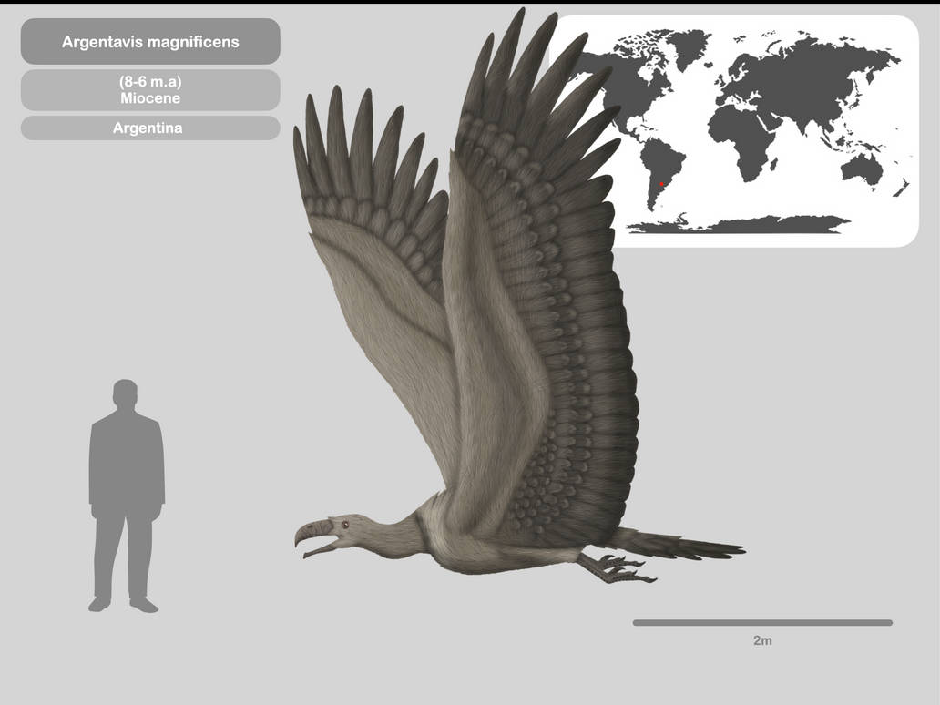 Perfil Argentavis Magnificens By Paleohistoric On Deviantart