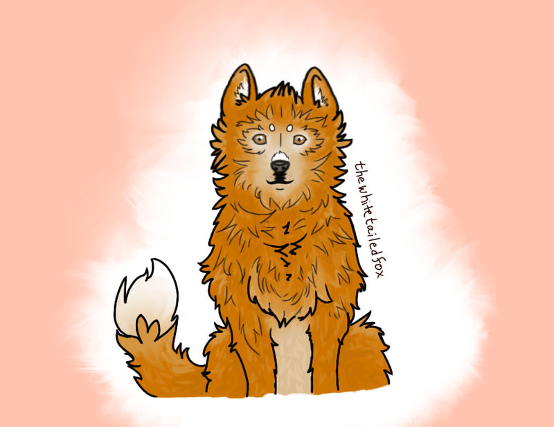 Thewhitetailedfox By Thewhitetailedfox On Deviantart