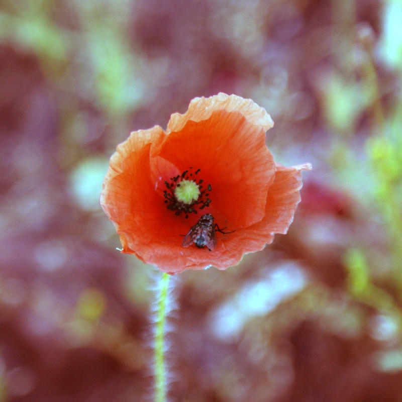 Red Weed By Noncorossive On Deviantart