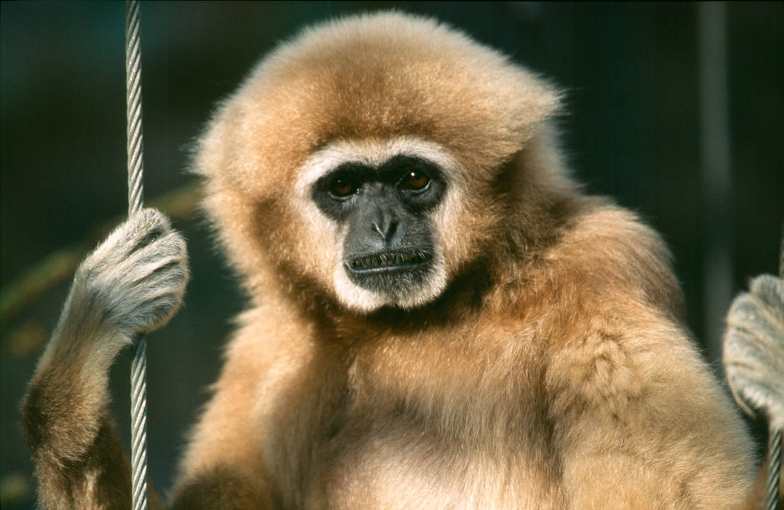Gibbon by readamungous on DeviantArt