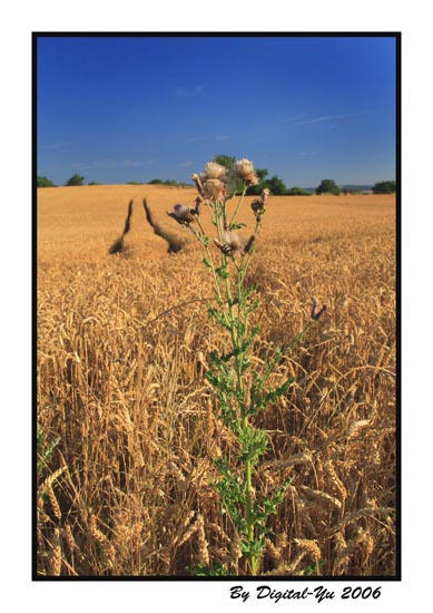 Wheatfield 2 by The-Kenshin on DeviantArt