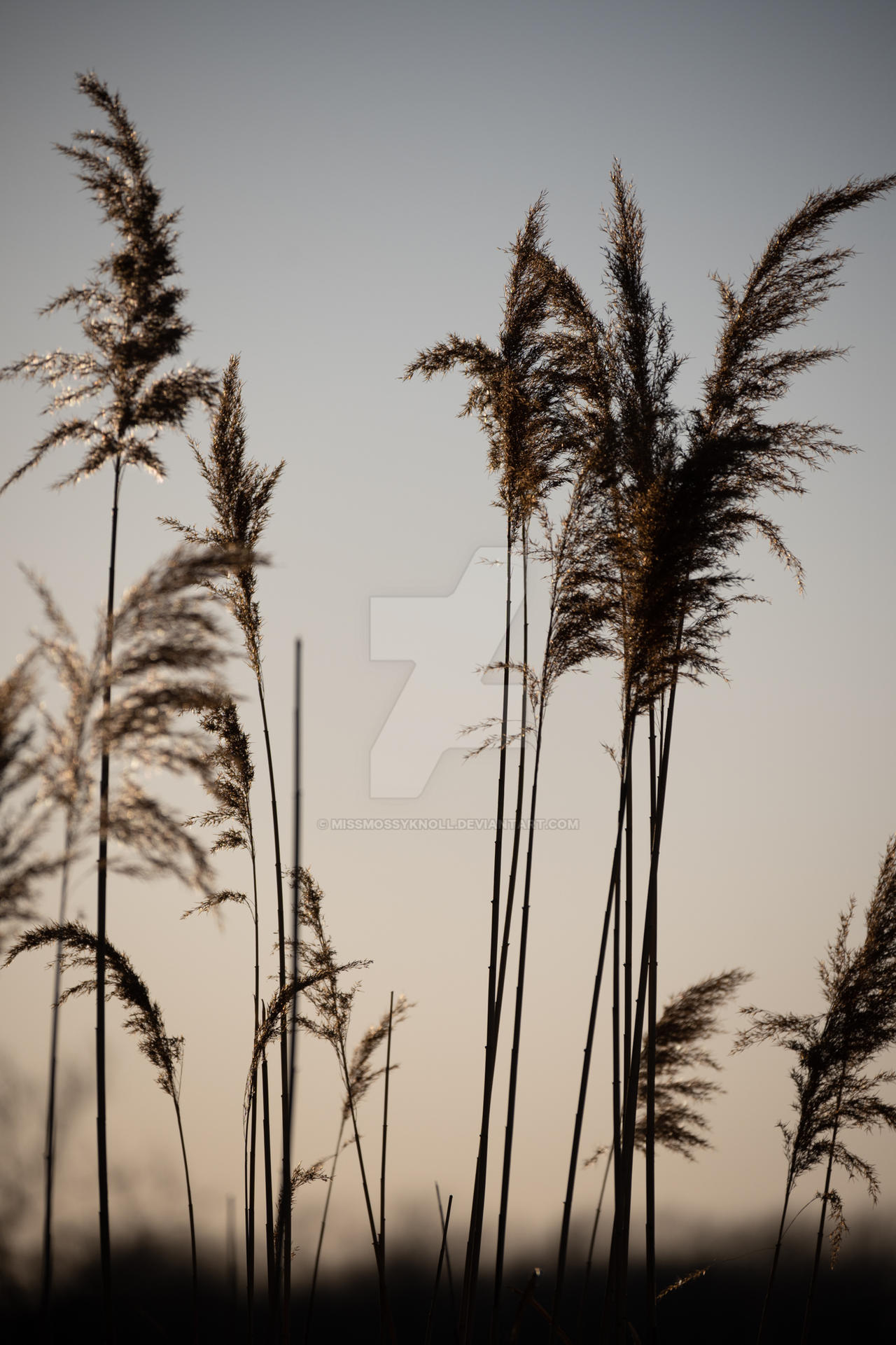 Magical Grass By Missmossyknoll On Deviantart