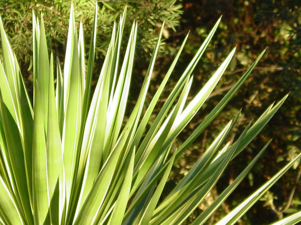 Pointy plant by pocky-no-oujisama on DeviantArt