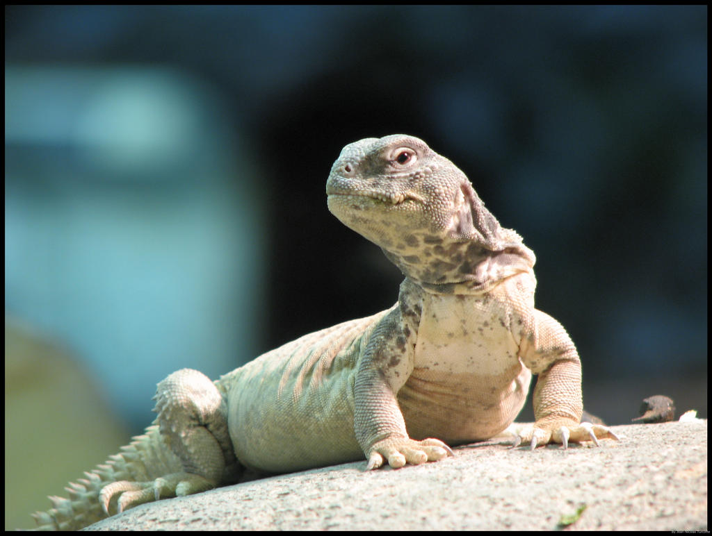 Uromastyx by Watever44 on DeviantArt