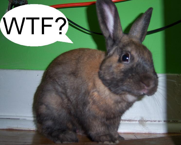 bunny wtf by gardengnome69 on DeviantArt