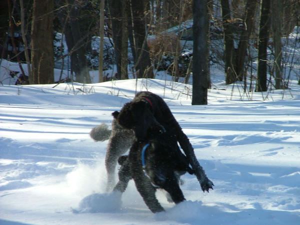 Killer Poodles by Arcane-Wolf on DeviantArt