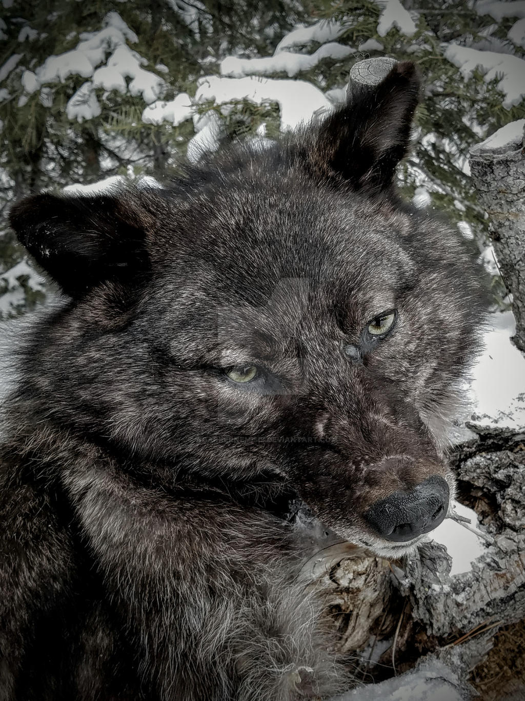 Fenris Wolf By Adarkernemisis On Deviantart
