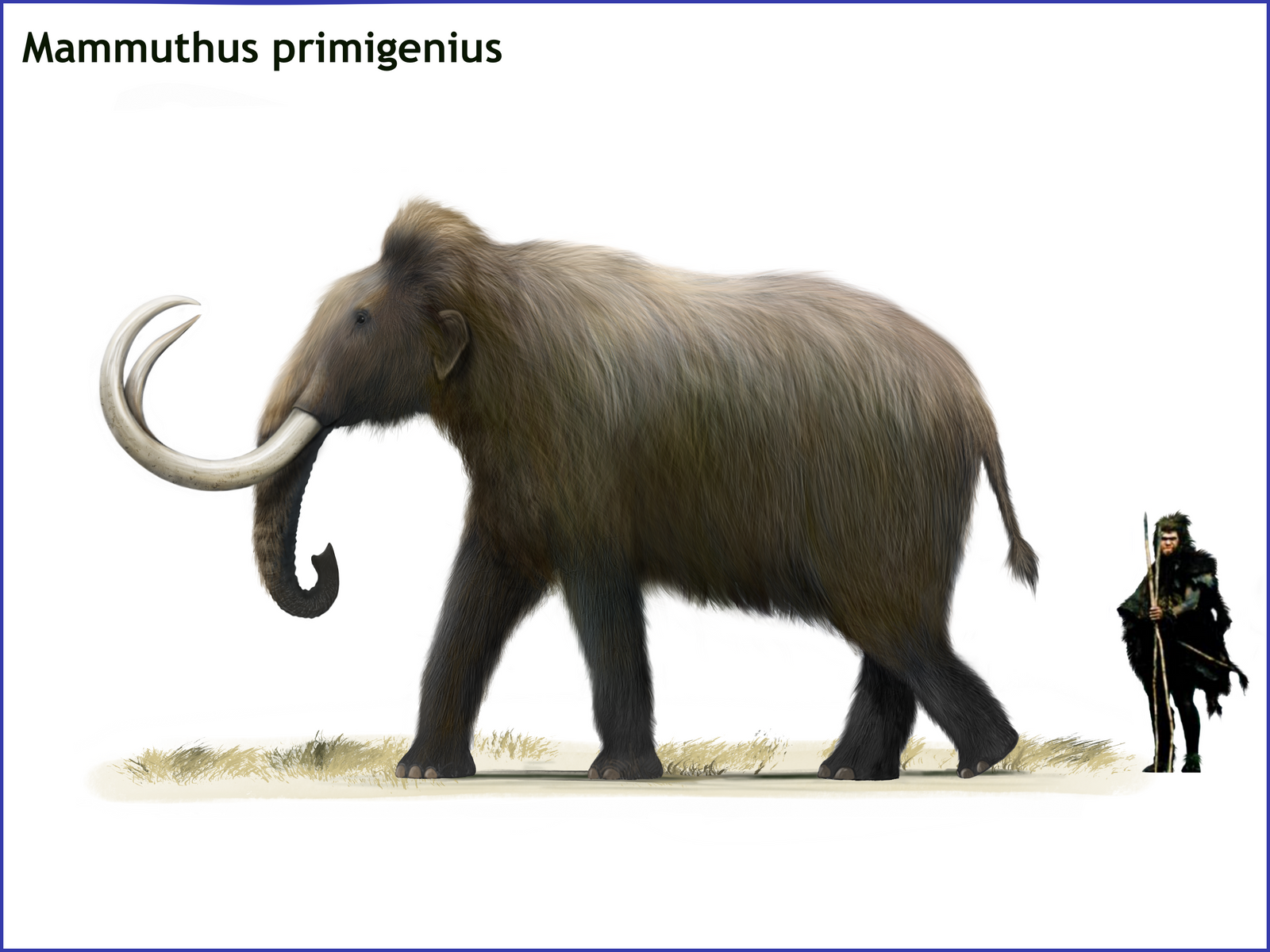 Mammuthus Primigenius By Cisiopurple On Deviantart