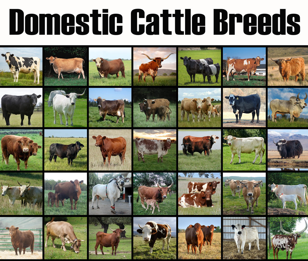 Domestic Cow Breeds By Uranimated18 On Deviantart