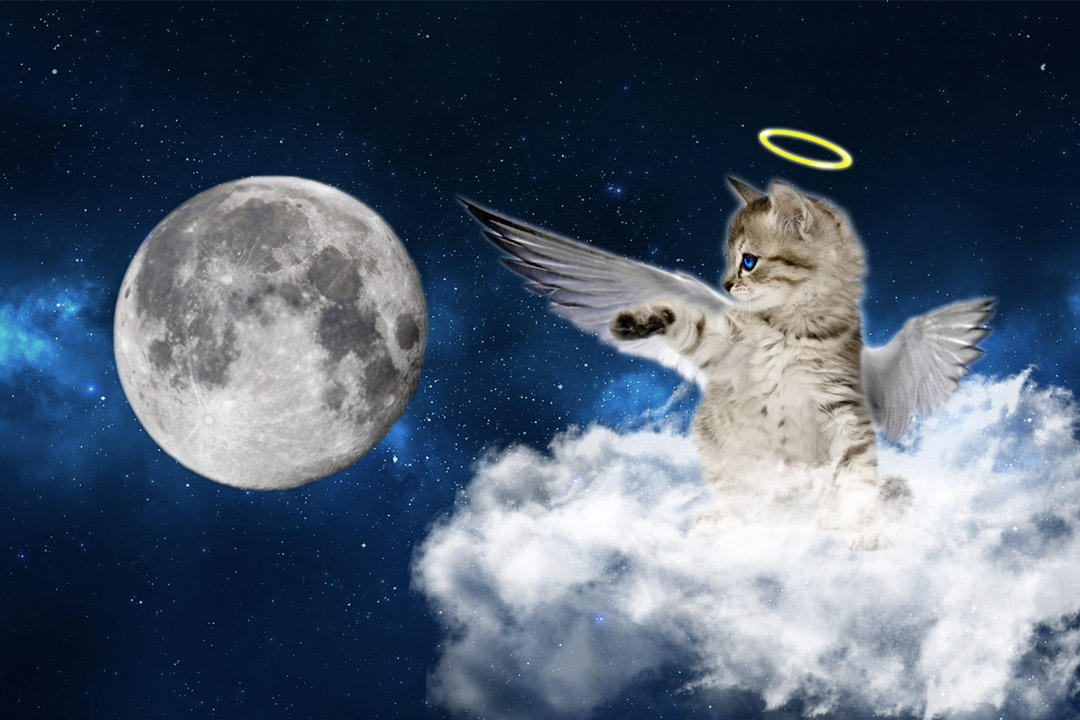 Halo Kitty By Eyvindwolf On Deviantart