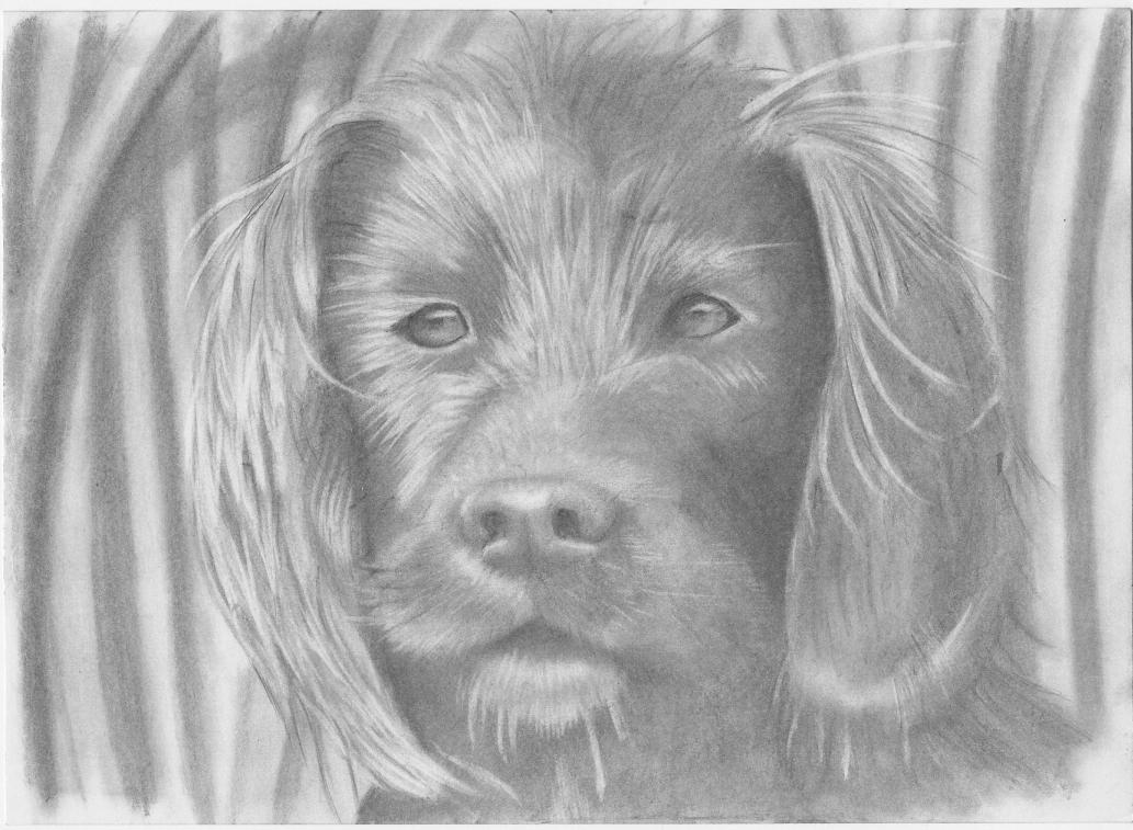 Wet dog by Orbski on DeviantArt