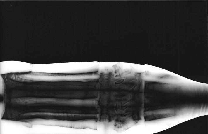 coke bottle photogram by sleepysheepy on DeviantArt