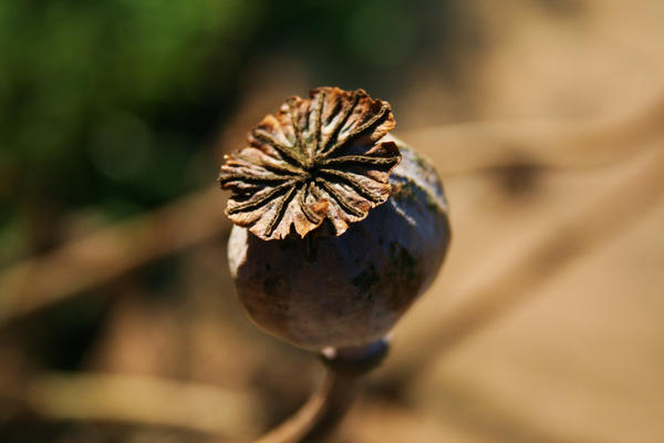 Poppy Head... by smallandbubbly on DeviantArt