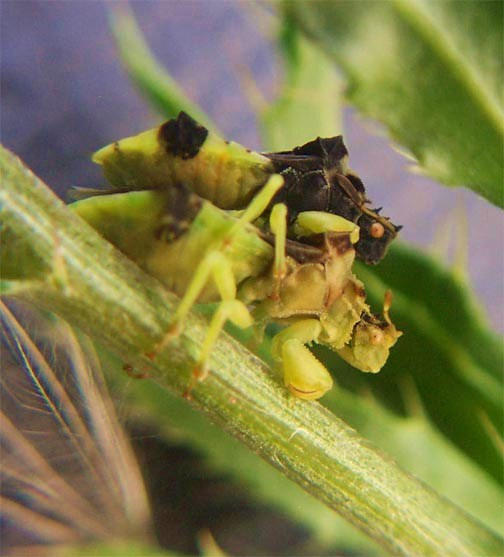 Macro Bug Sex By Planet Misha On Deviantart