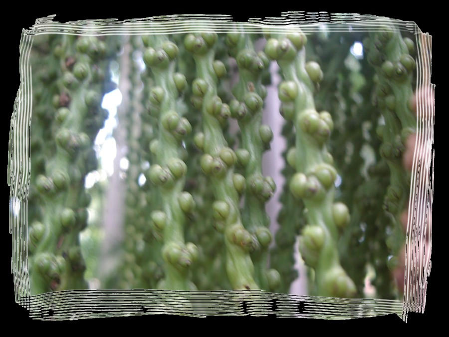 stringy seeds. by Blue-Star-Blue on DeviantArt