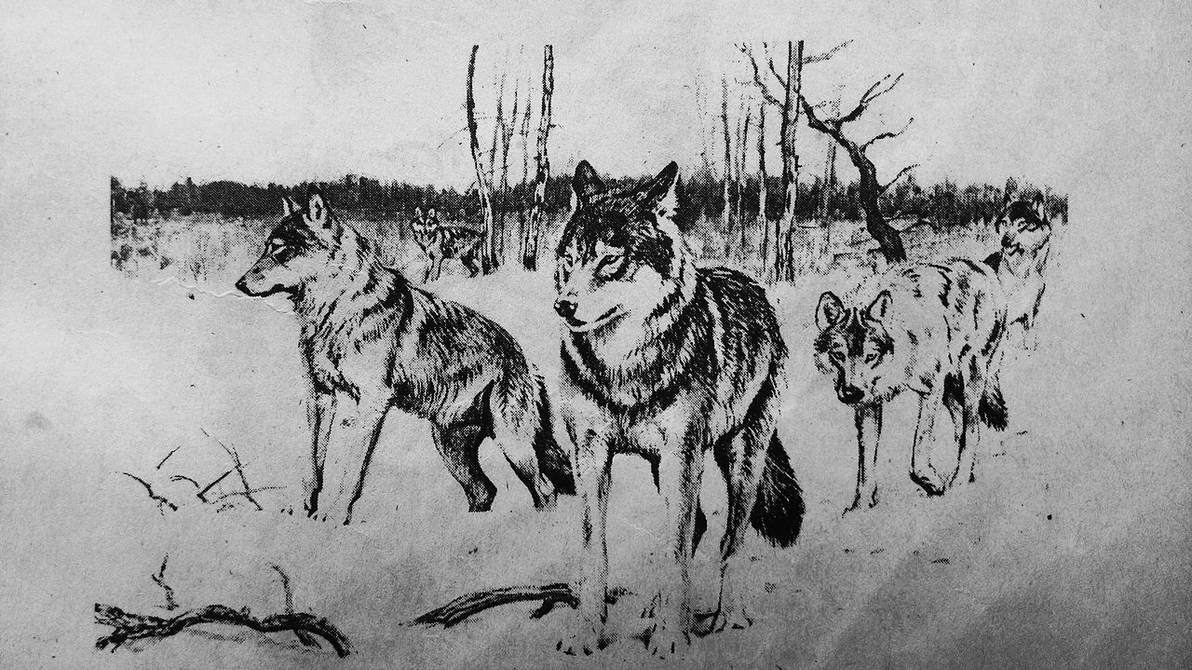 Wolf Clan By Trananhtu92 On Deviantart