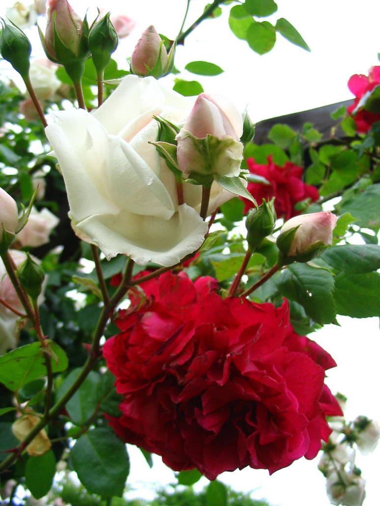 red and withe rambler roses by hortensie on DeviantArt