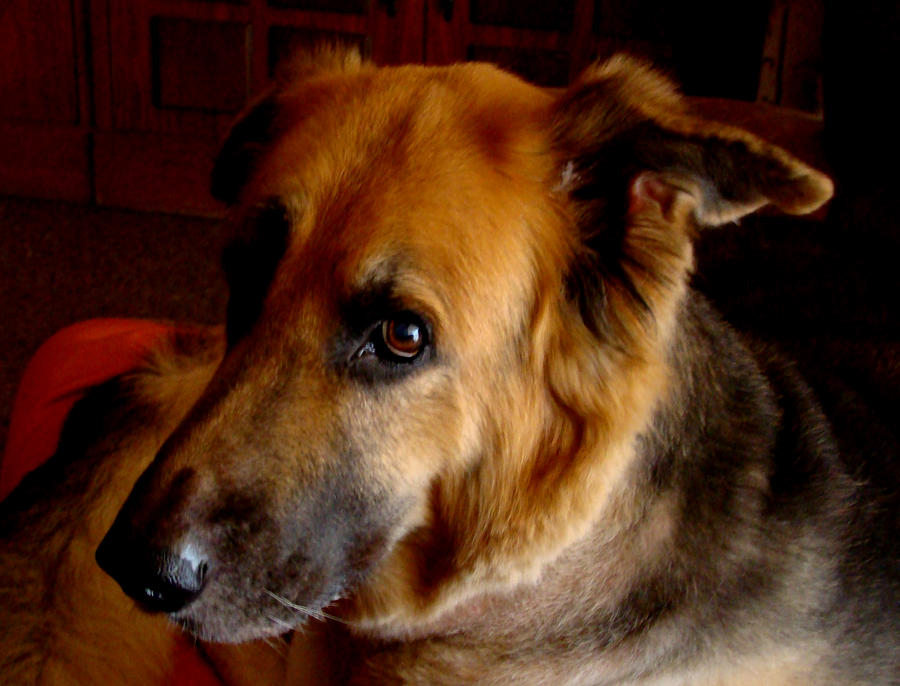 Bru, My Best Friend... by PixMad on DeviantArt