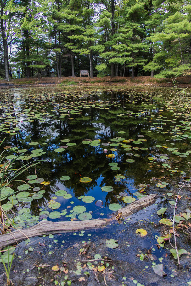 Lilly Pads By Conandlloyd On Deviantart