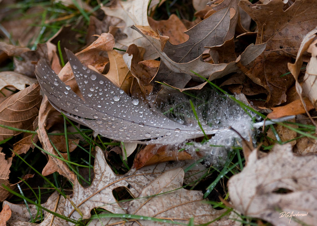 Canada Goose feather by DGAnder on DeviantArt