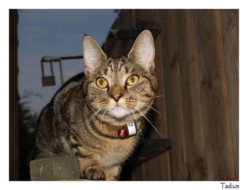 Focused by Tadius on DeviantArt