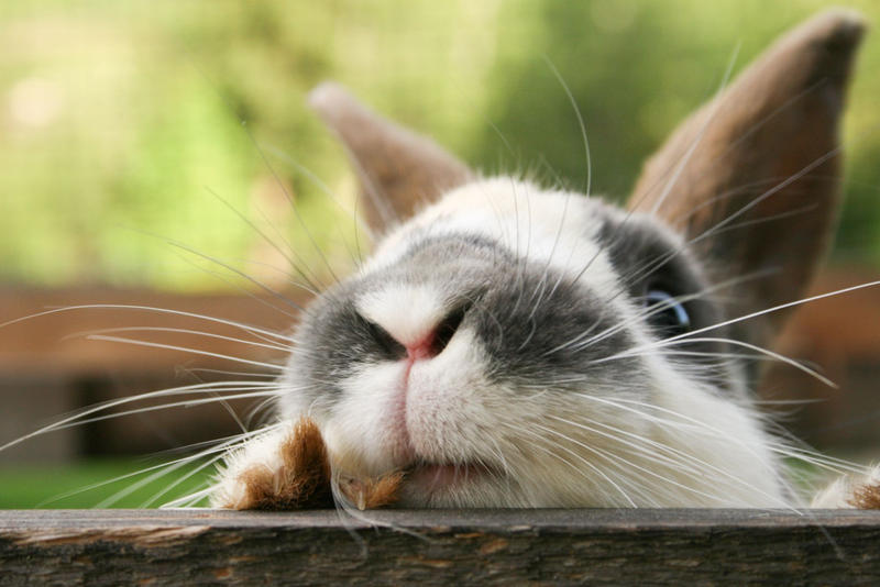 Shy Rabbit by multiholle on DeviantArt