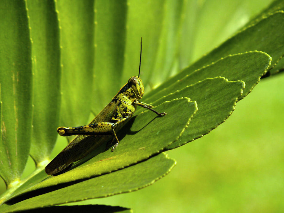 mr grasshopper by denzer77 on DeviantArt